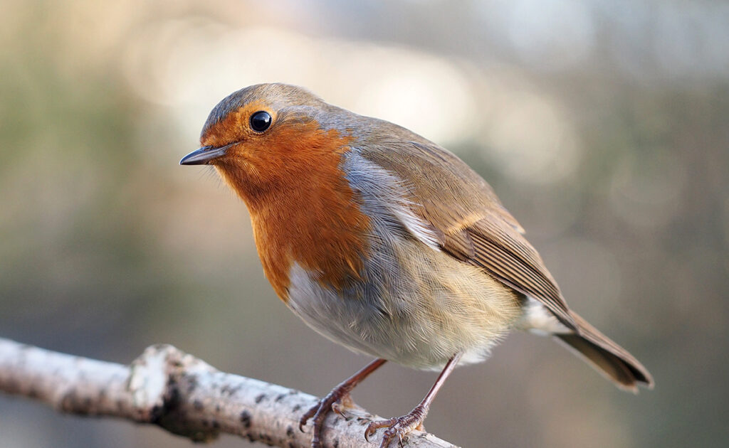 How Long Does a European Robin Live? The Astonishing Lifespan Revealed ...