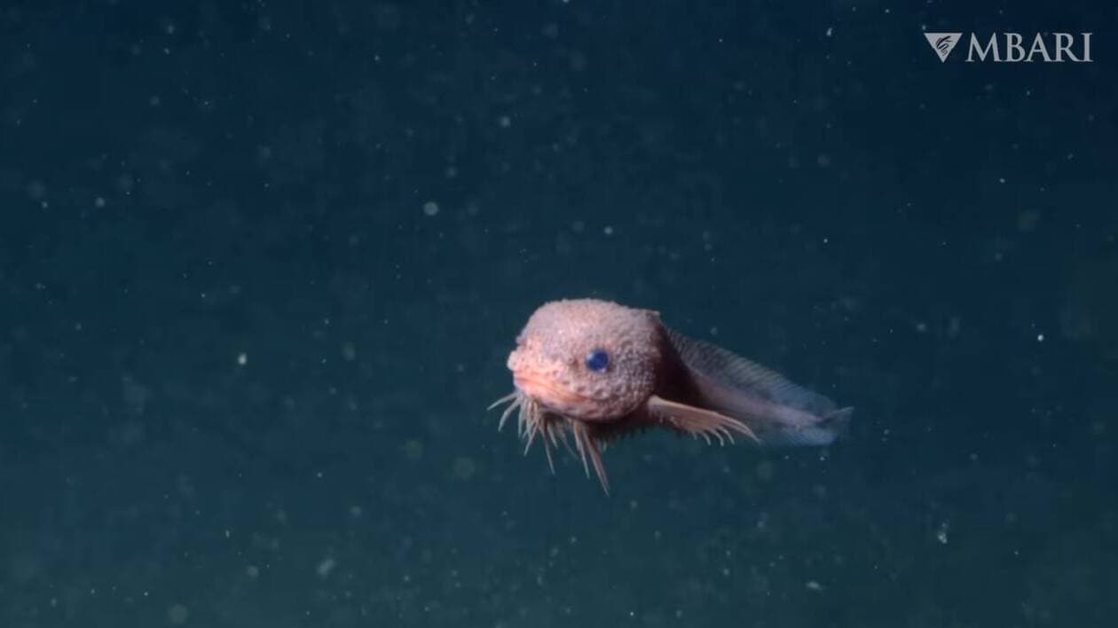 First-Ever Footage Captures the World's Cutest New Deep-Sea Fish ...