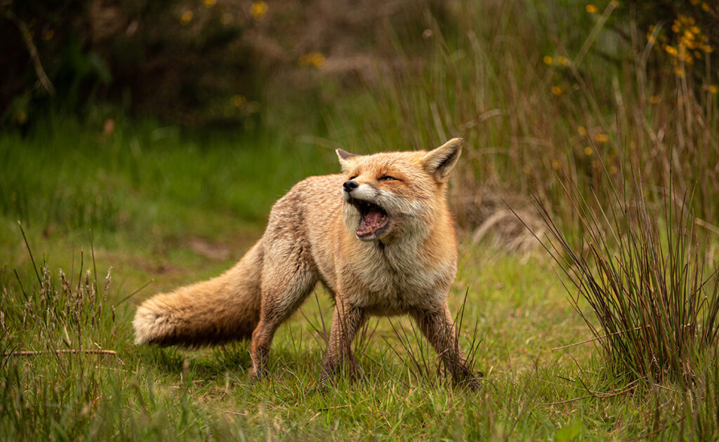 What Does the Fox Really Say? The Haunting Name of Its Nighttime Cry ...